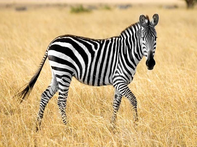 Ghicitori despre zebra